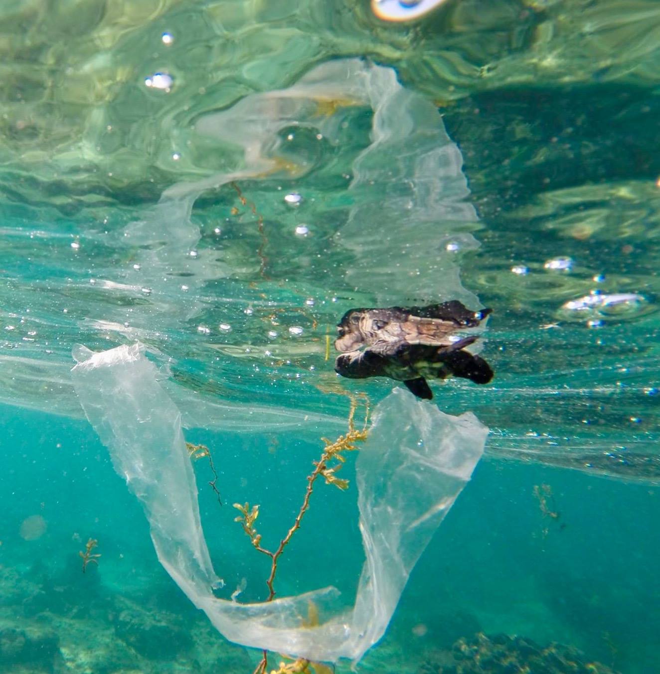 Bientôt plus de plastique que de poissons dans les océans
